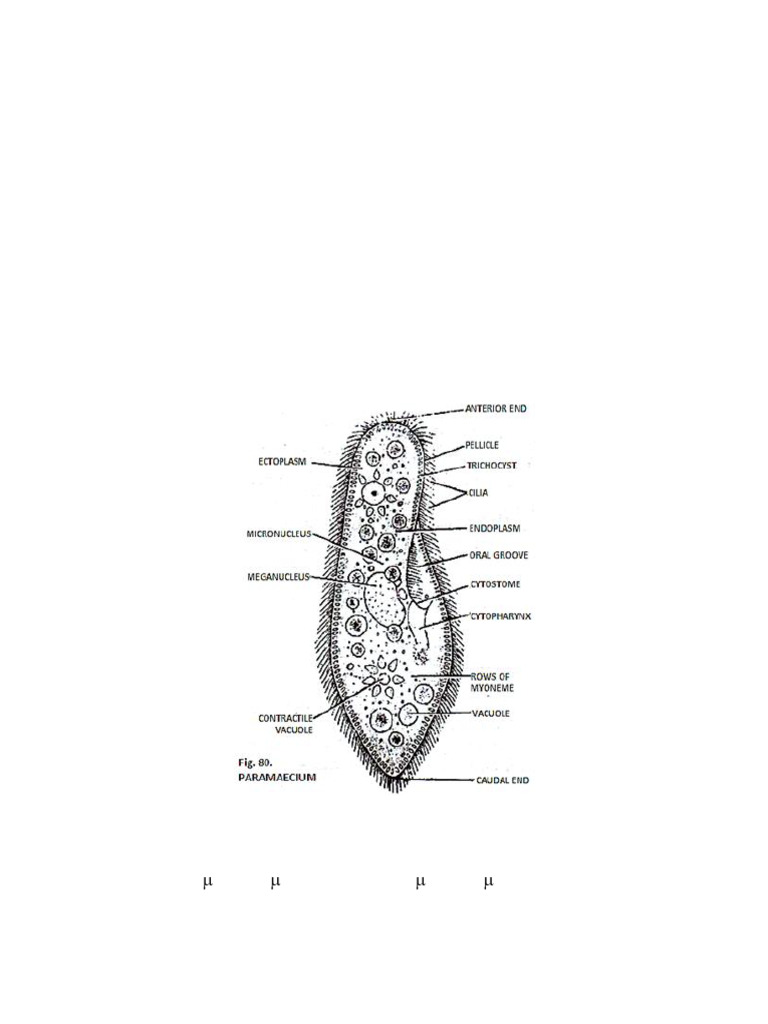 Structure and Function of Paramecium | PDF | Anatomical Terms Of ...