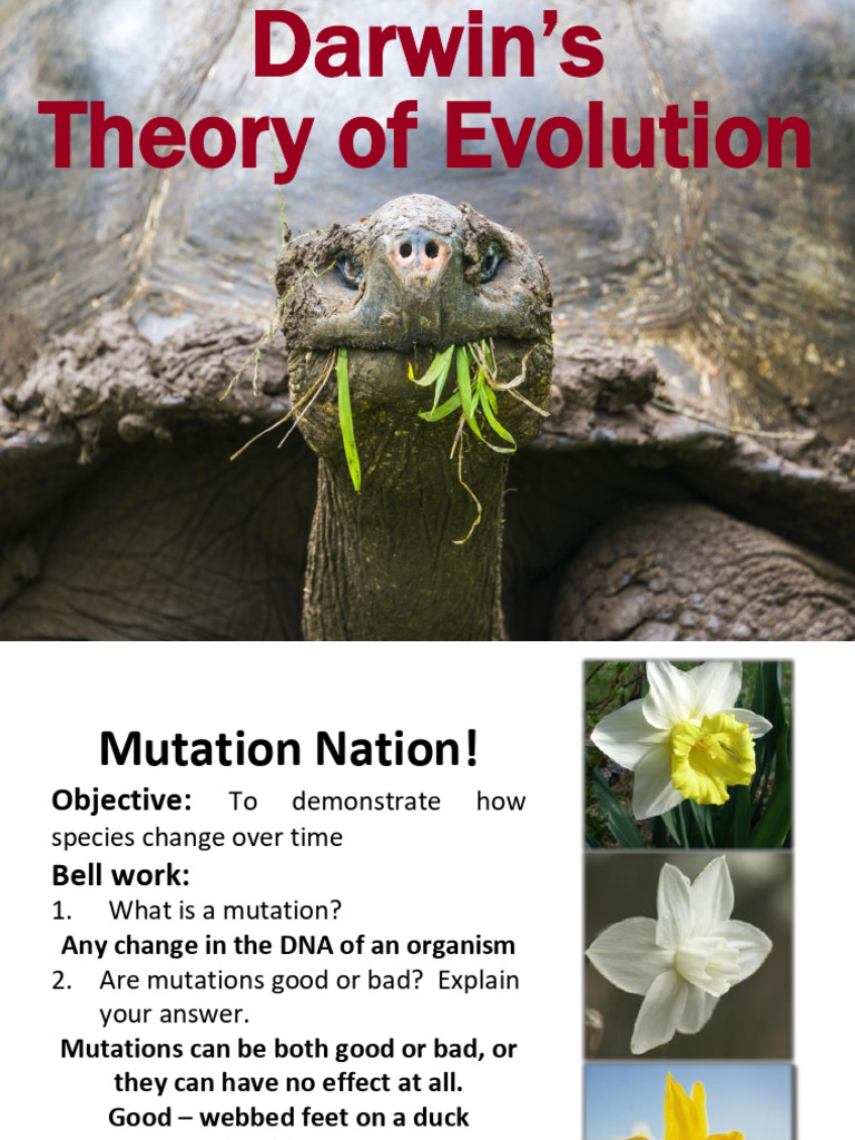Darwin's Evolutionary Insights | PDF | Natural Selection | Evolution