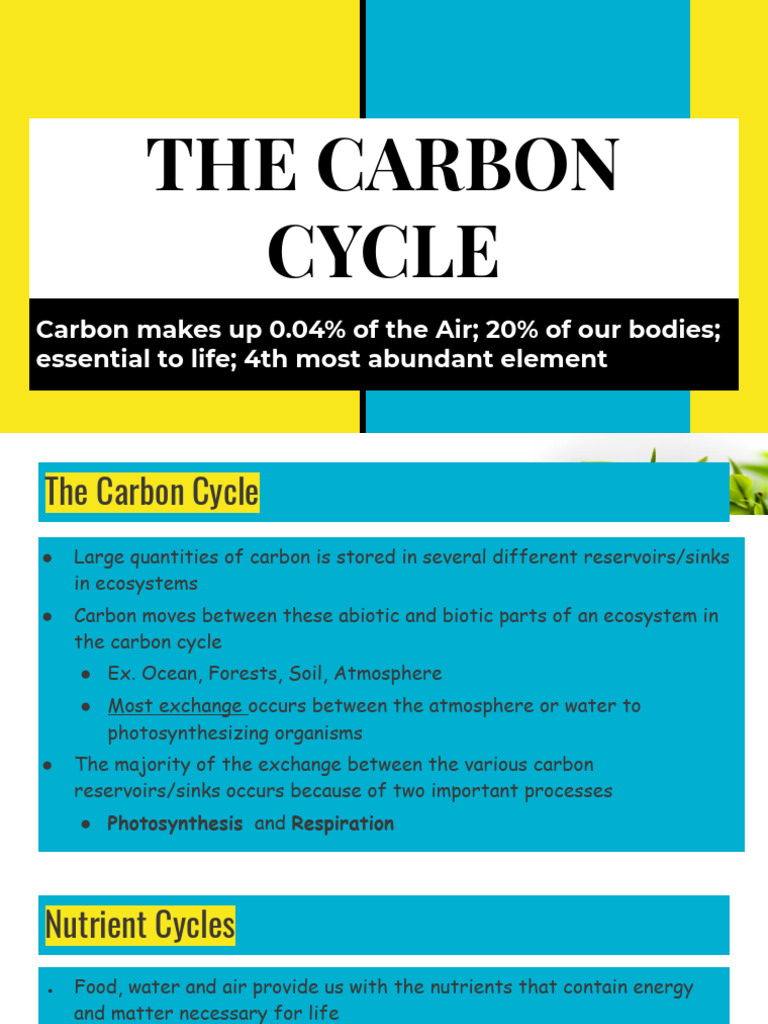 Understanding the Carbon Cycle | PDF | Ecosystem | Carbon Cycle