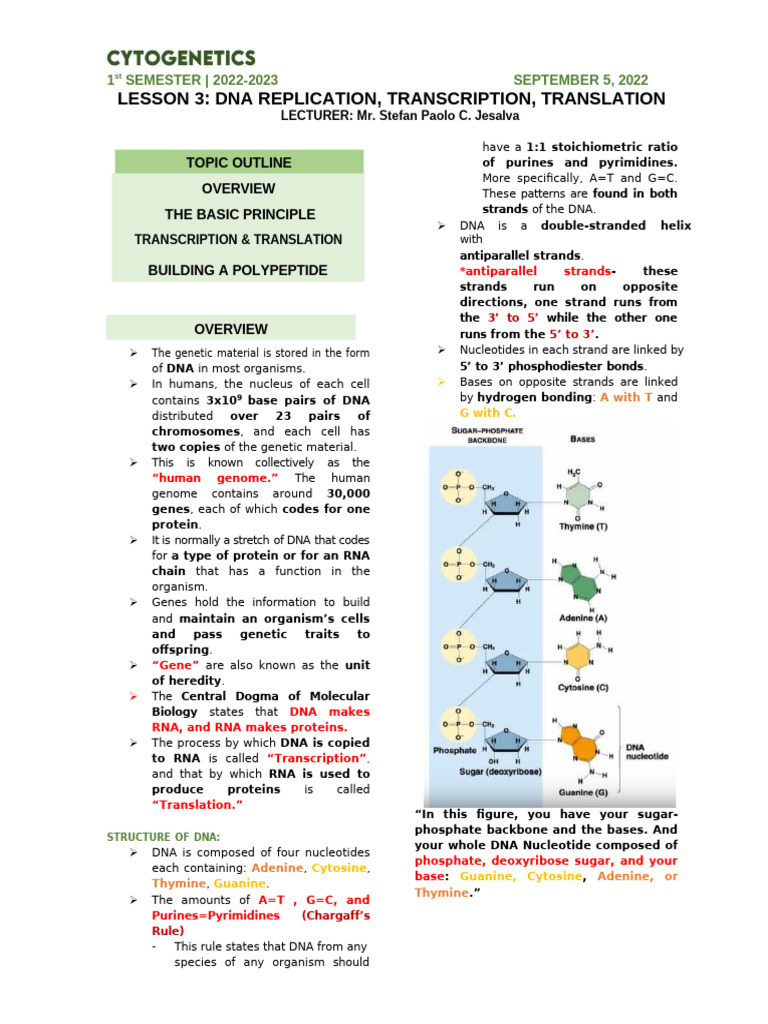 DNA Replication, Transcription, Translation Guide | PDF | Dna ...