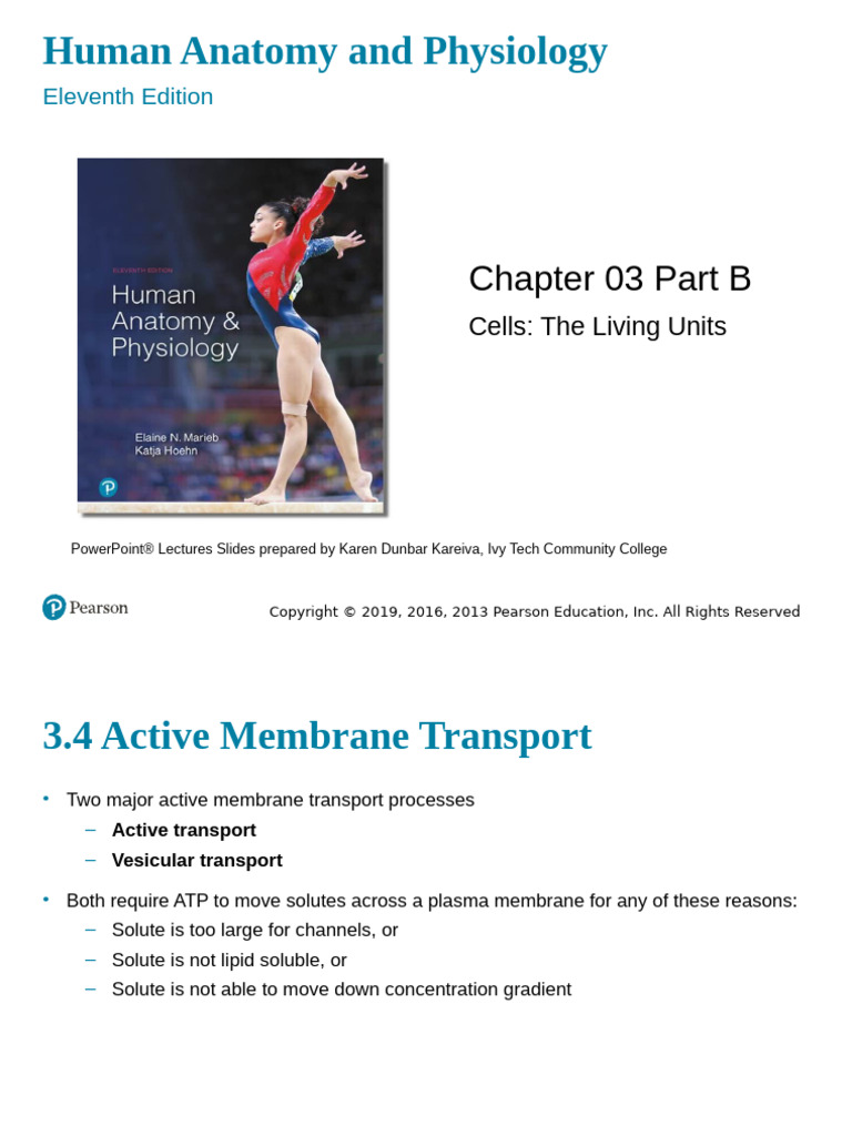 HAP 11e Lecture CH 03B Edited | PDF | Membrane Potential | Cell Membrane