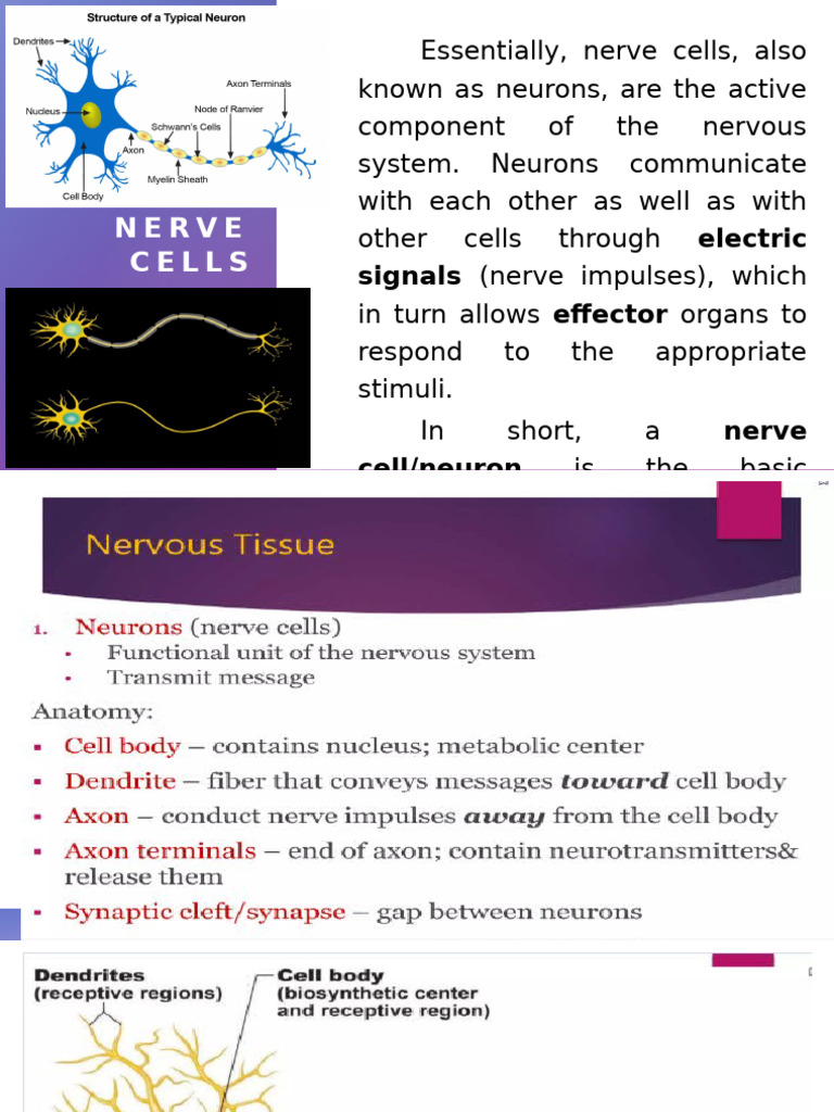 q3w3 Nervous System Part 2 | PDF | Neuron | Nervous System