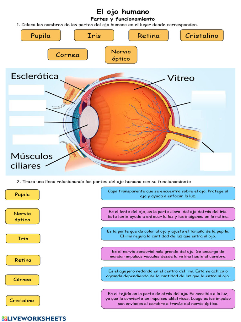 Partes y Función del Ojo Humano | PDF