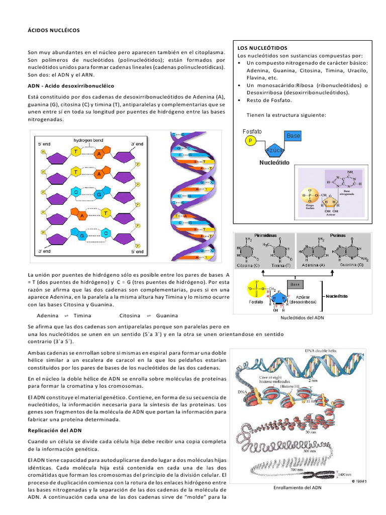 Acidos Nucleicos 4ESO | PDF | Rna | Adn