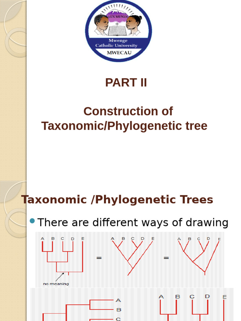 Lecture 2-Part 11 | PDF | Phylogenetic Tree | Zoology