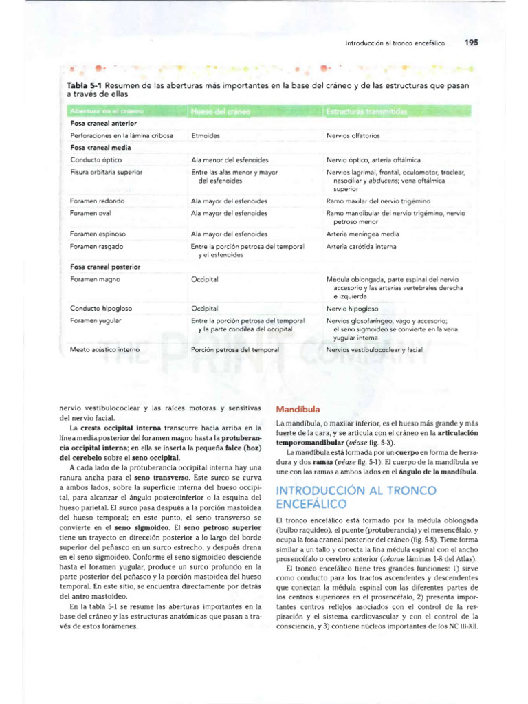 Cap 5 Neuro | PDF