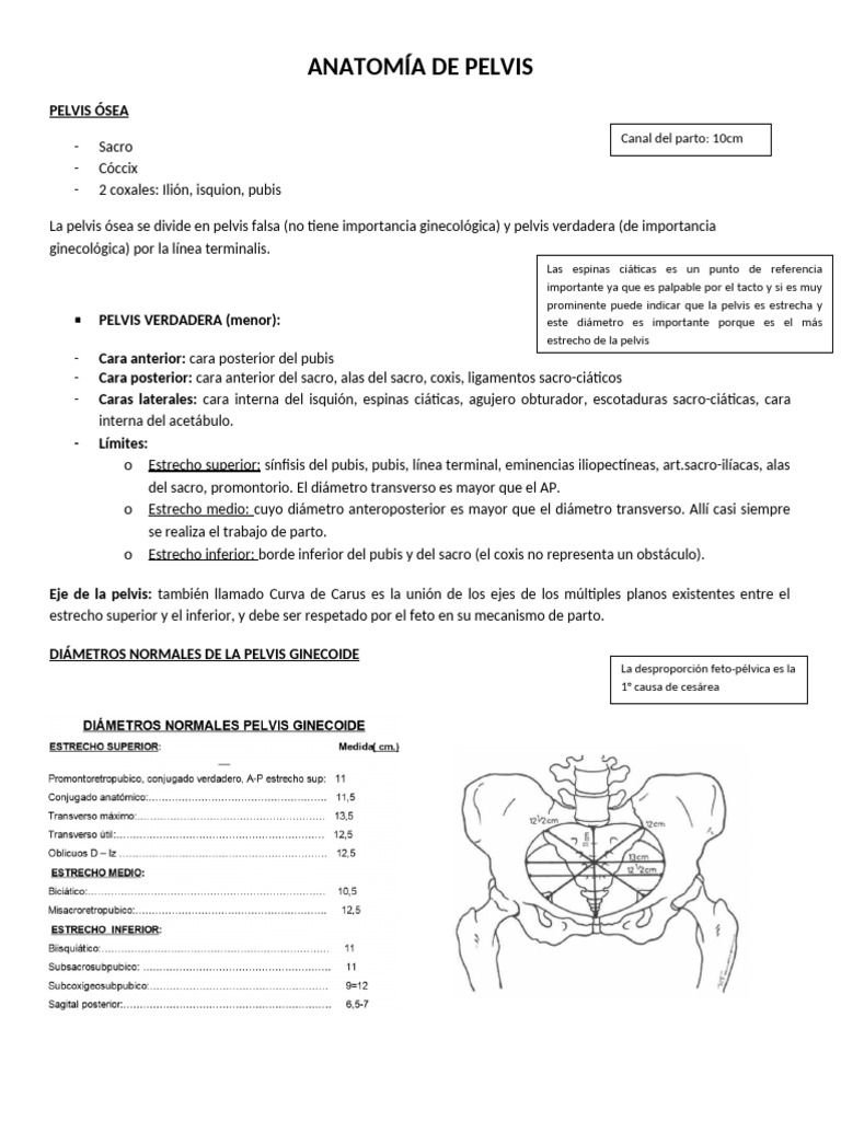 Anatomía de Pelvis | PDF | Pelvis