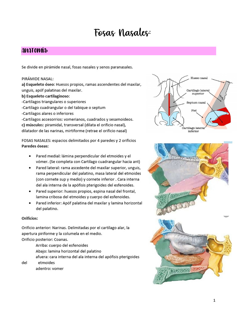 Anatomía y Funciones de las Fosas Nasales | PDF | Nariz humana ...