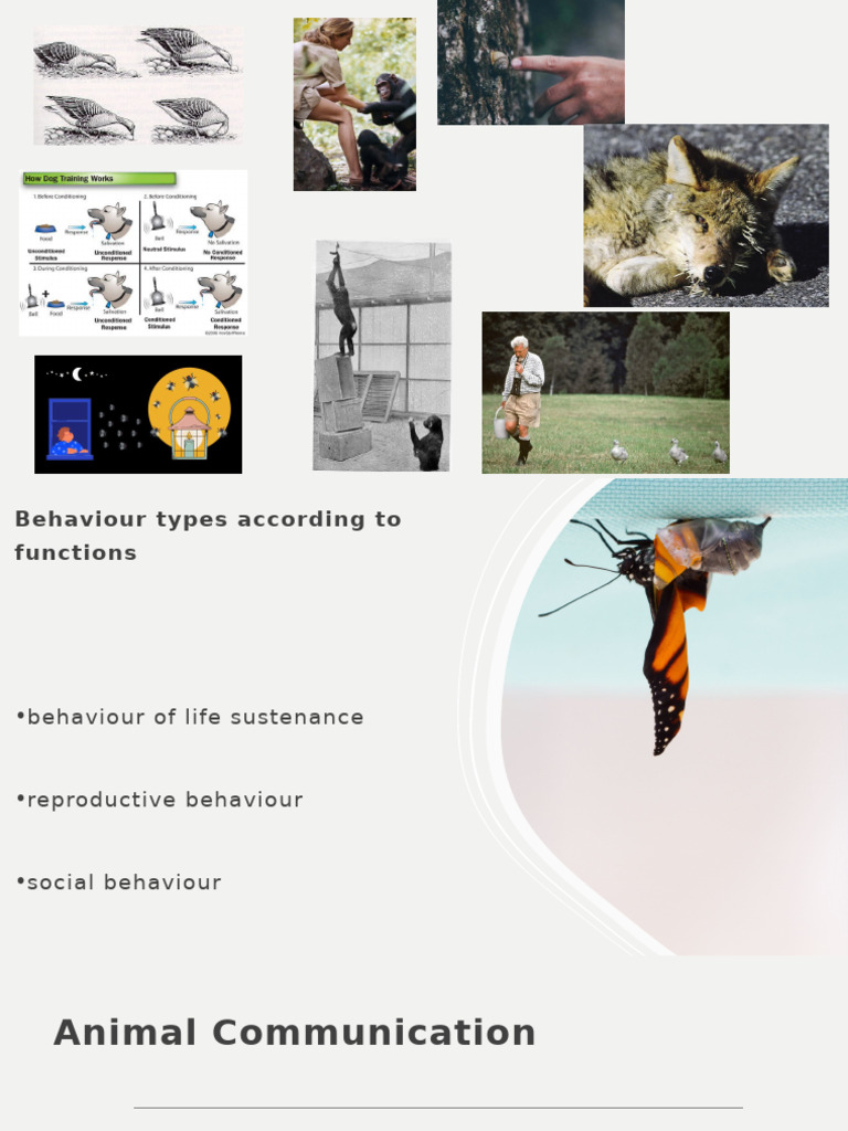 2.behaviour of Sustenance | PDF