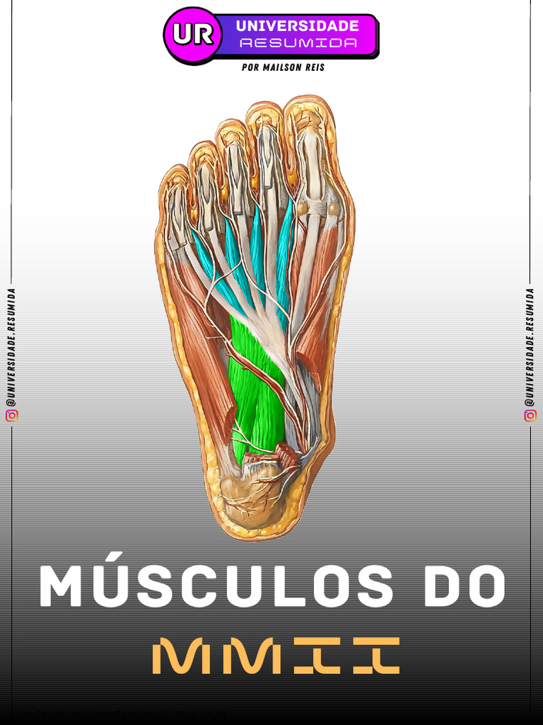 ?Músculos Do Membro Inferior (2) | PDF | Joelho | Quadril
