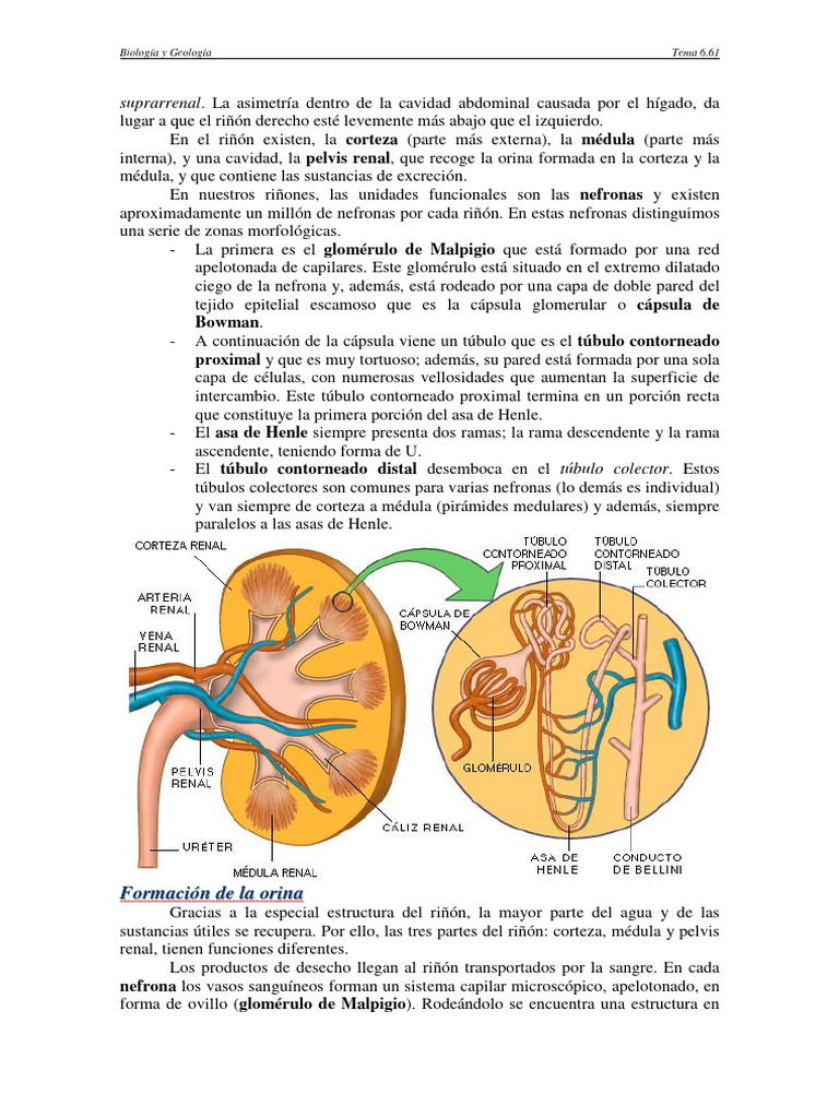 Corteza Médula Pelvis Renal Nefronas: Suprarrenal | PDF
