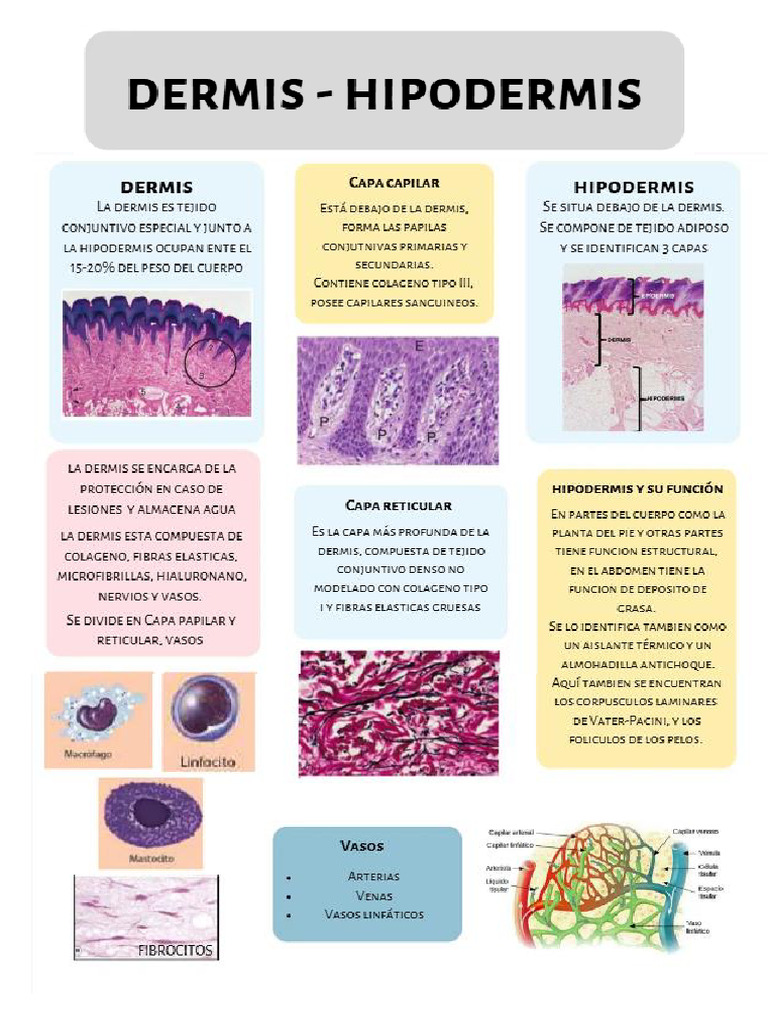 Dermis | PDF