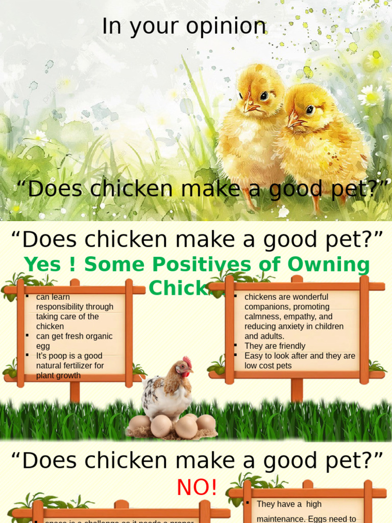 Chicken As Pets Opinion Writing | PDF | Chicken | Egg