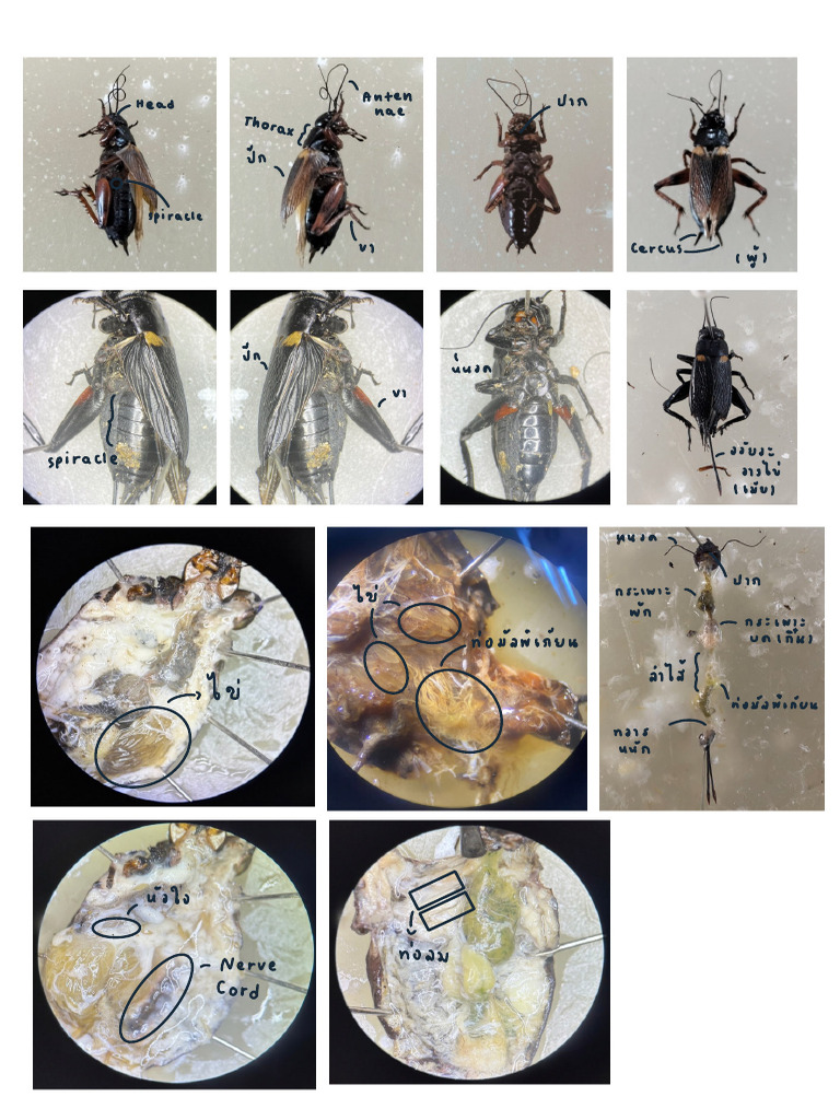 Lab Bio (Cricket) | PDF