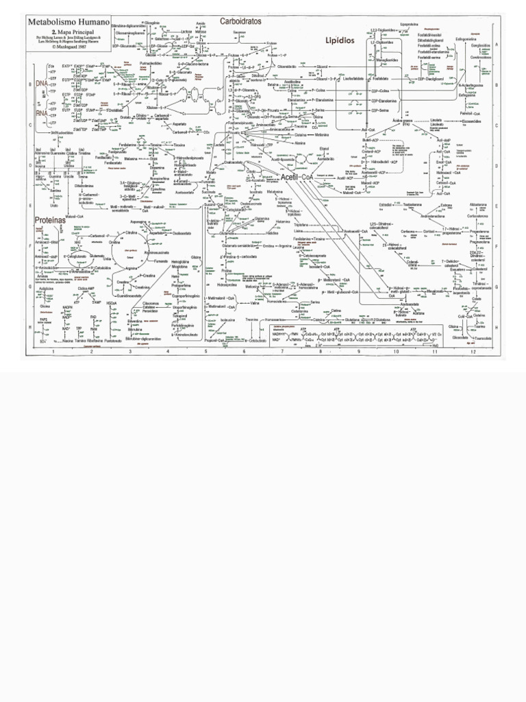 Mapa Metabólico | PDF