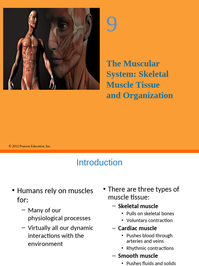 Chapter 9 Muscular Tissue | PDF | Muscle Contraction | Motor Neuron