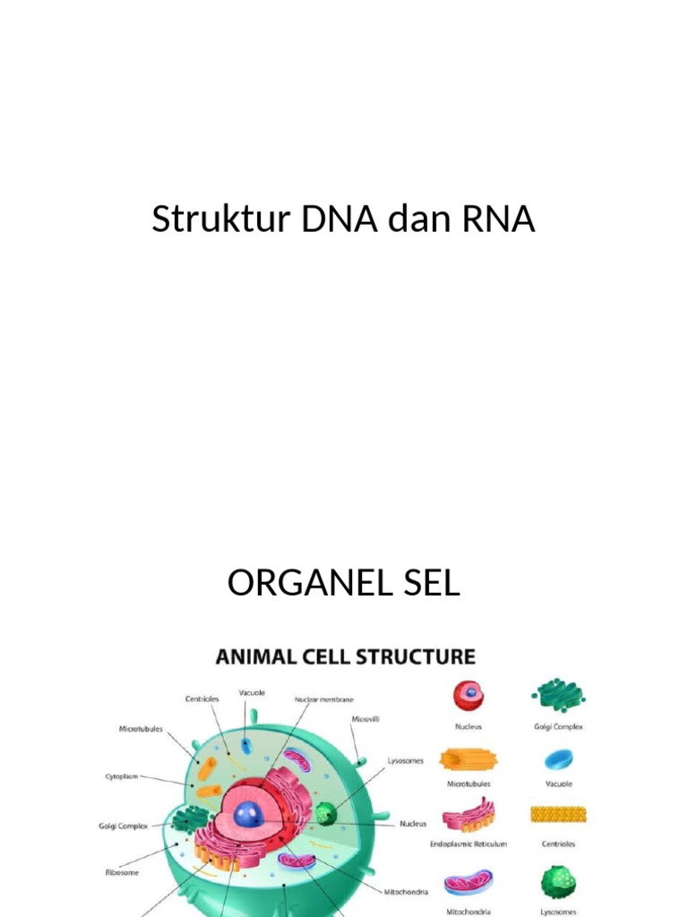 Struktur DNA RNA | PDF