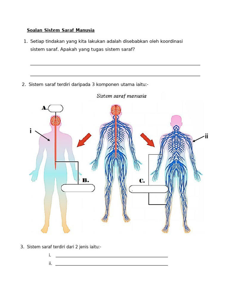 PBD Sistem Saraf | PDF