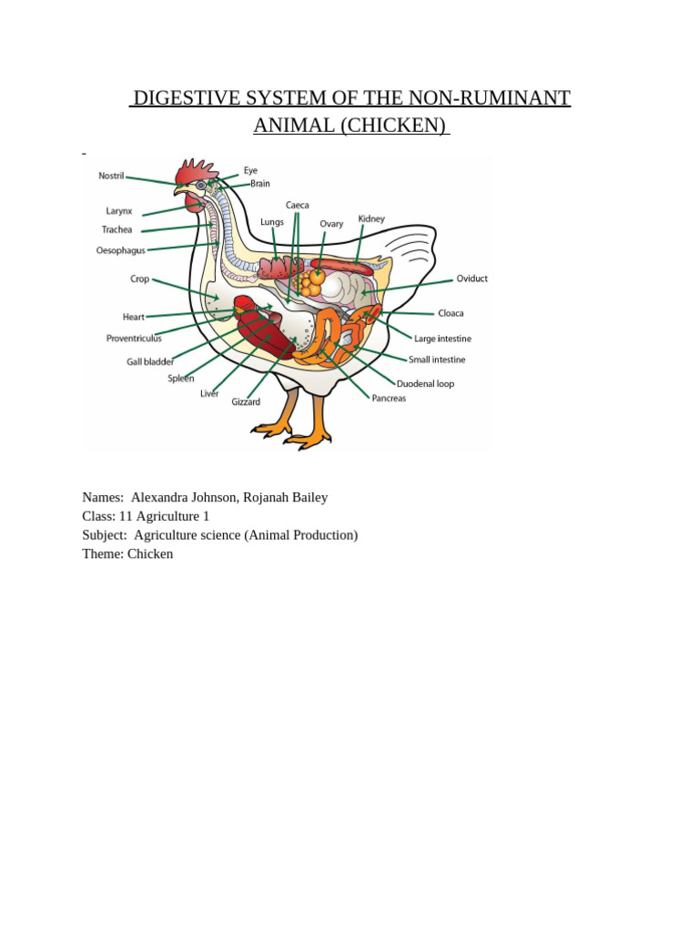 Digestive System of Non-Ruminant | PDF