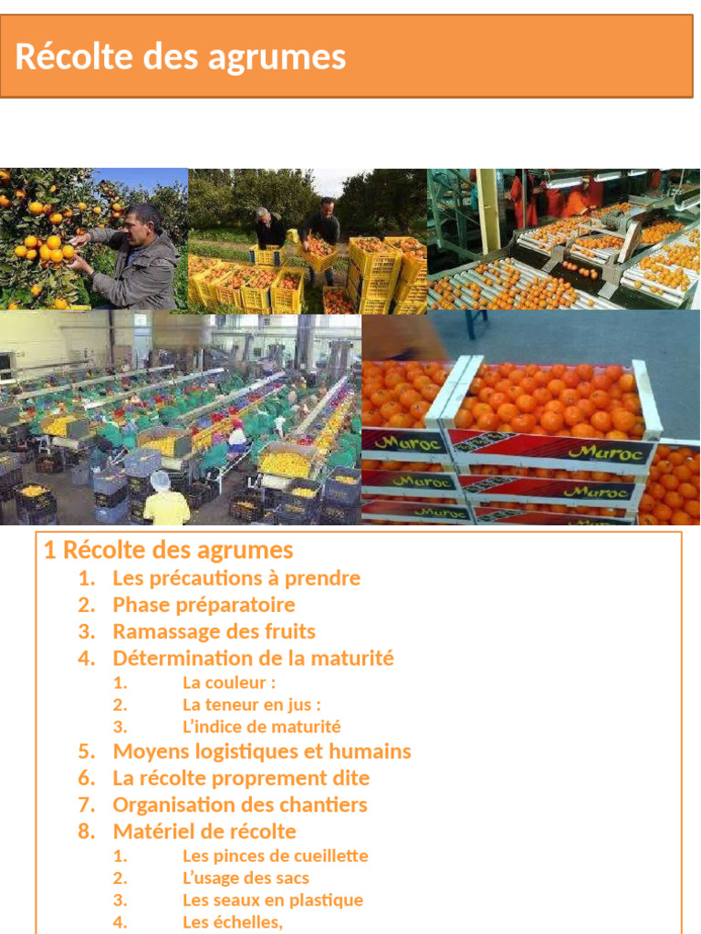Guide complet sur la récolte des agrumes | PDF | Jus | Régime et nutrition