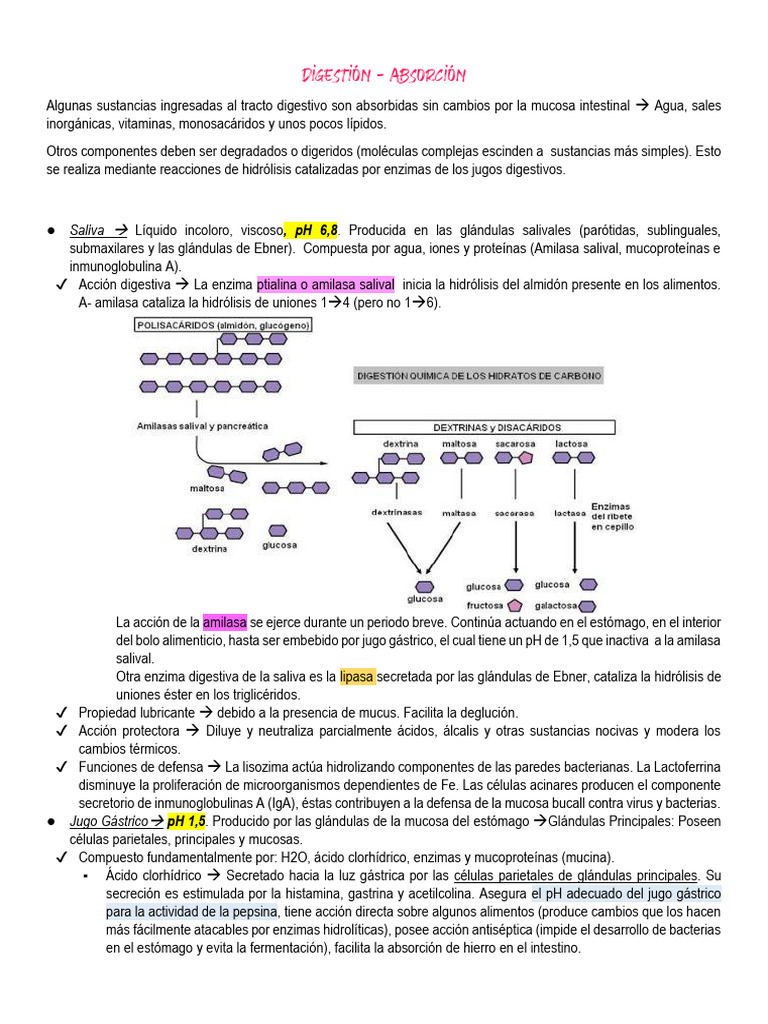 Digestión y Absorción | PDF | Digestión | Bilis
