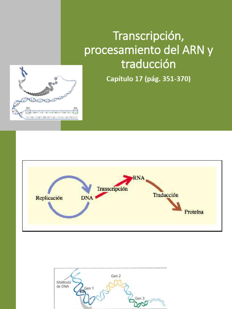 EDDY EDITADO - Freeman Cap 17 Transcripción, Procesamiento Del ARN y ...