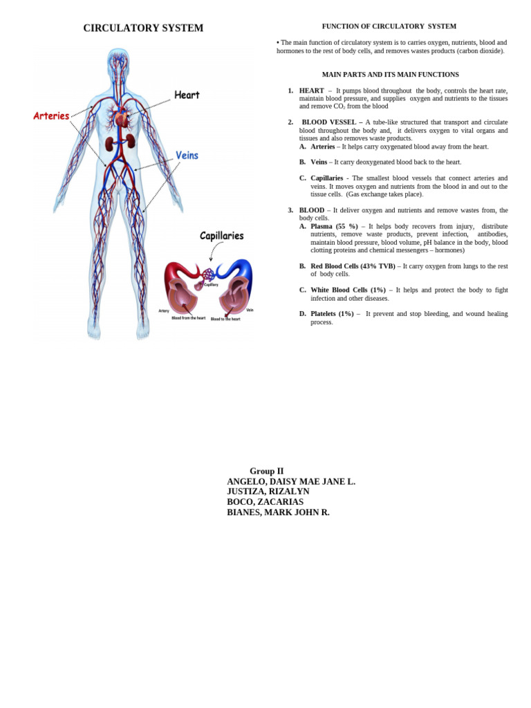 CIRCULATORY SYSTEM - Edited | PDF
