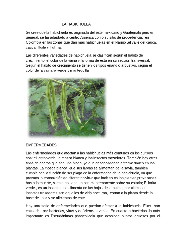 La Habichuela y Sus Patologías | PDF | Phaseolus Vulgaris | Botánica