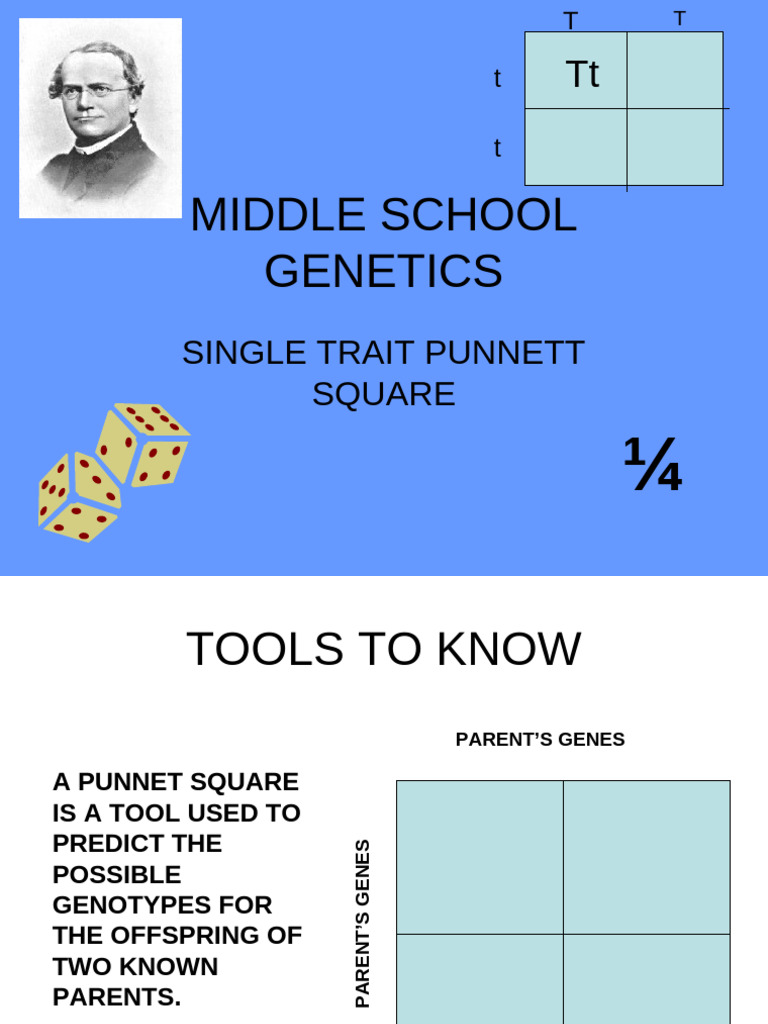 Middle School Punnett Square Guide | PDF | Dominance (Genetics) | Genotype