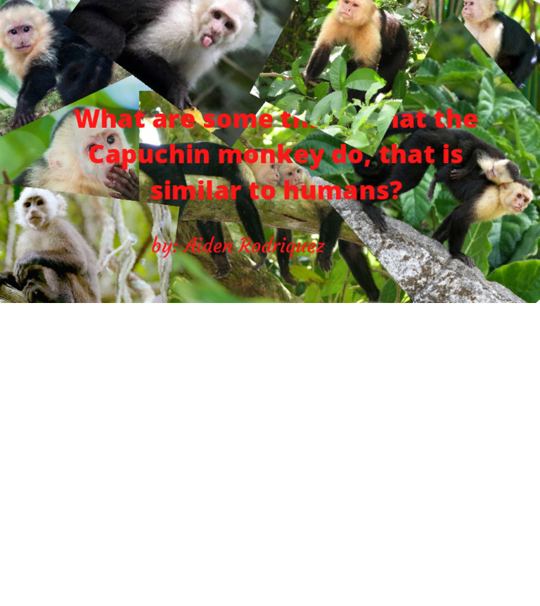 What are some things that the Capuchin monkey do, that is similar to humans_ | PDF