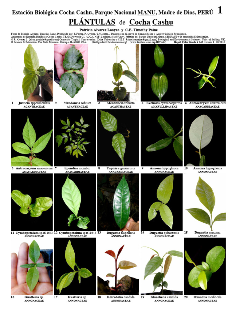 Cocha_cashu_plantulas | PDF | Arecaceae | Plantas