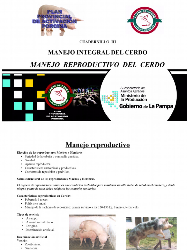 Manejo Reproductivo Del Cerdo | PDF