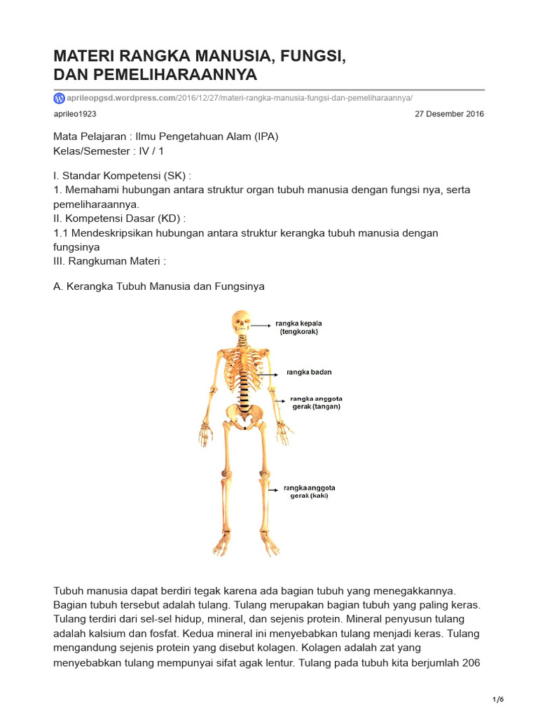 Materi Rangka Manusia Fungsi Danpemeliharaannya | PDF