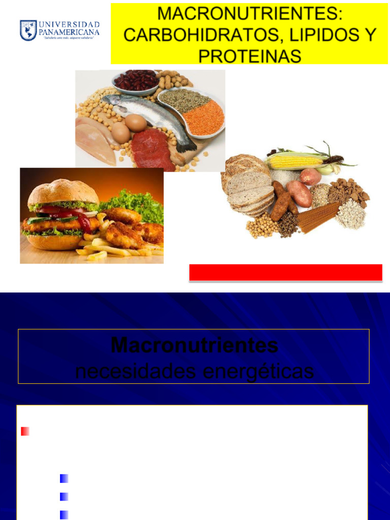 Macronutrientes | PDF | Carbohidratos | Lípido