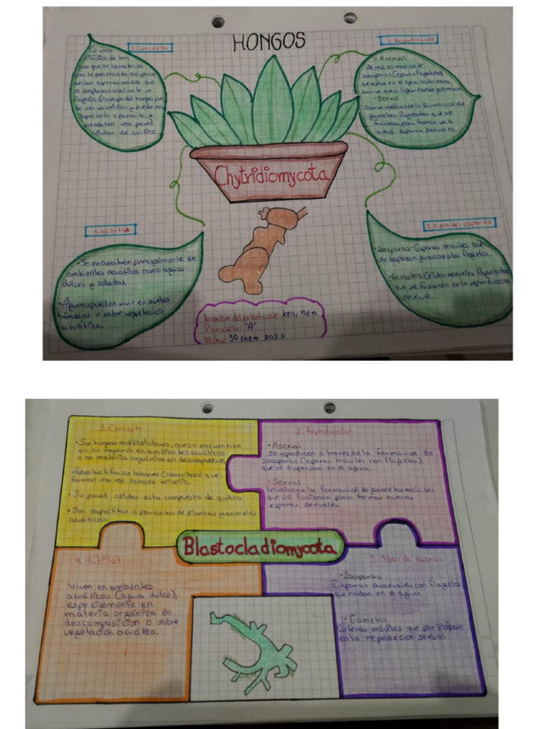 Mapa conceptual de hongos mero Kelly | PDF