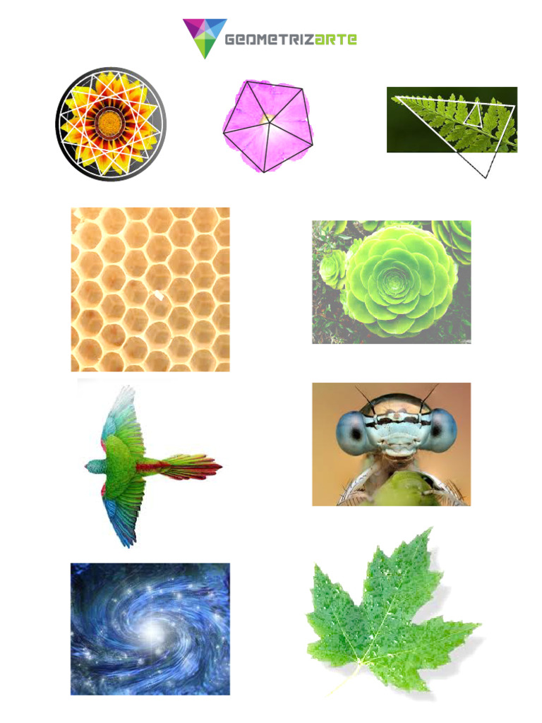 Formas Naturales Trazos Geo | PDF