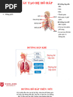 Ảnh ôn Hệ hô hấp | PDF
