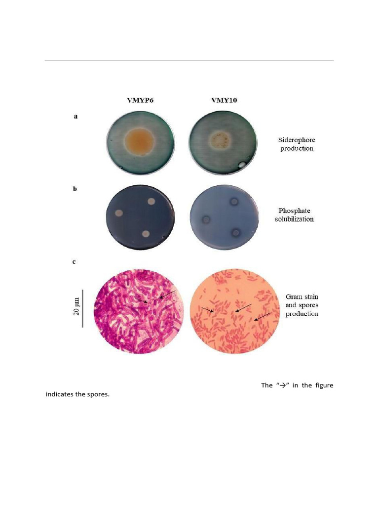 Priesta y Paenibacillus en Tomate Supple | PDF