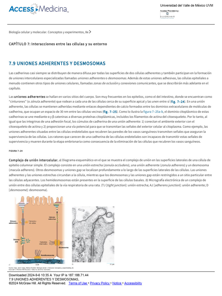 7.9 Uniones Adherentes y Desmosomas | PDF | Biología Celular | Anatomía