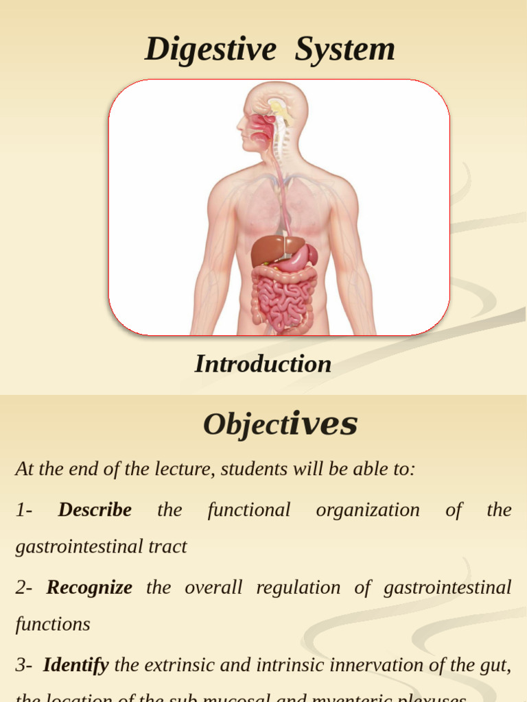 Understanding the Digestive System Functions | PDF | Human Digestive ...