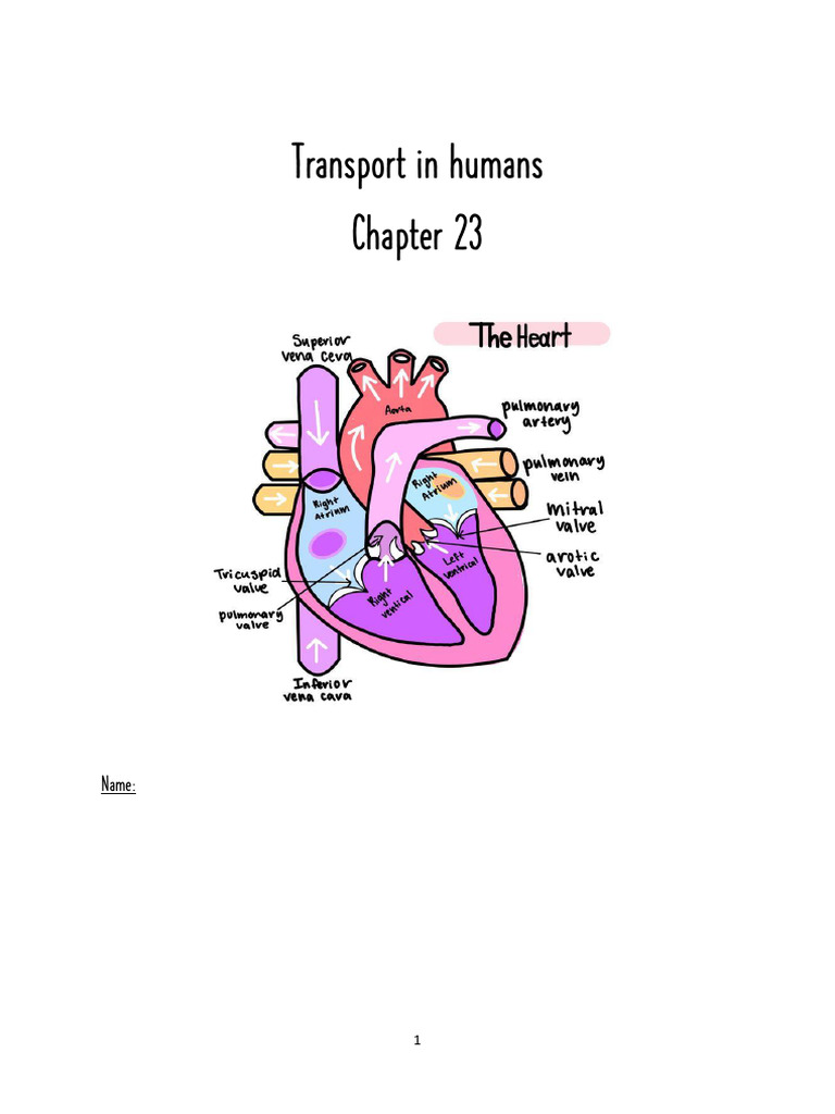 Circulation Booklet | PDF | Circulatory System | Heart