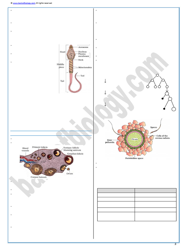 Reproductive Processes: Spermatogenesis & Oogenesis | PDF | Menstrual ...