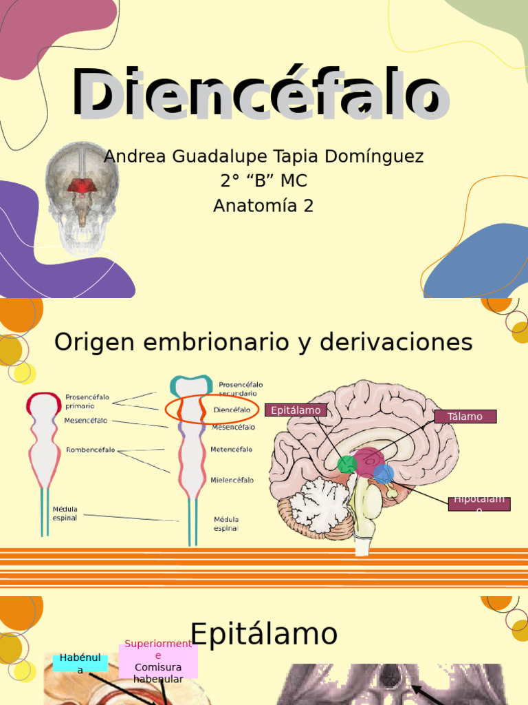 Diencéfalo | PDF | Sistema nervioso | Neurociencia