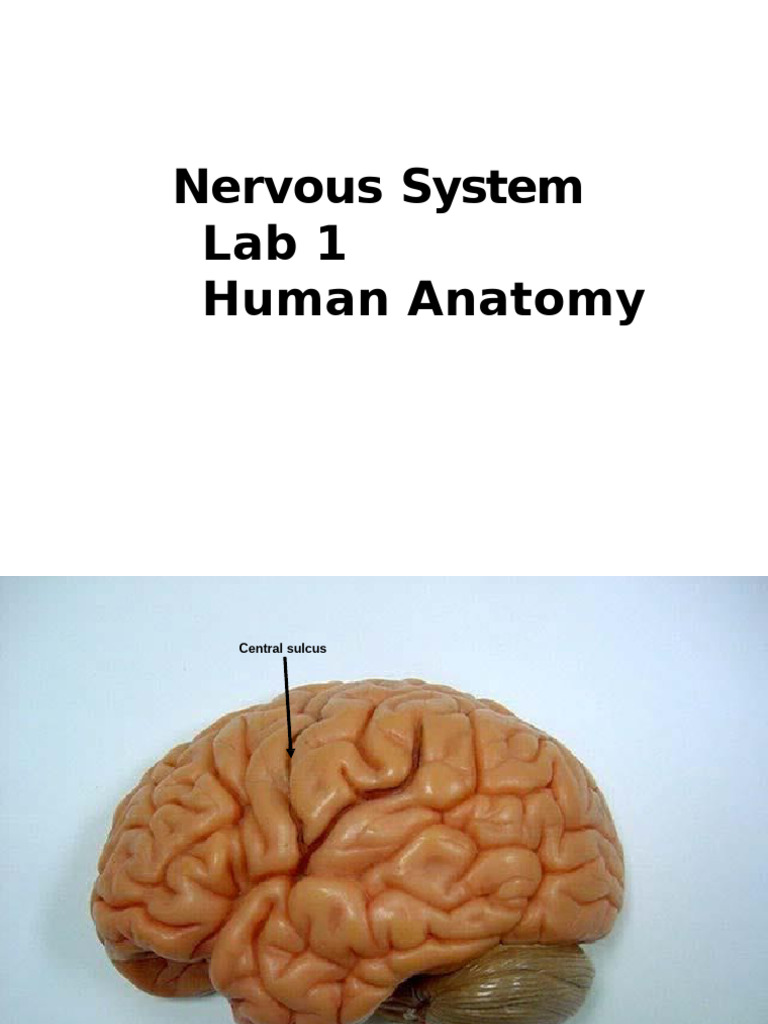 Nervous System Practice 1 | PDF