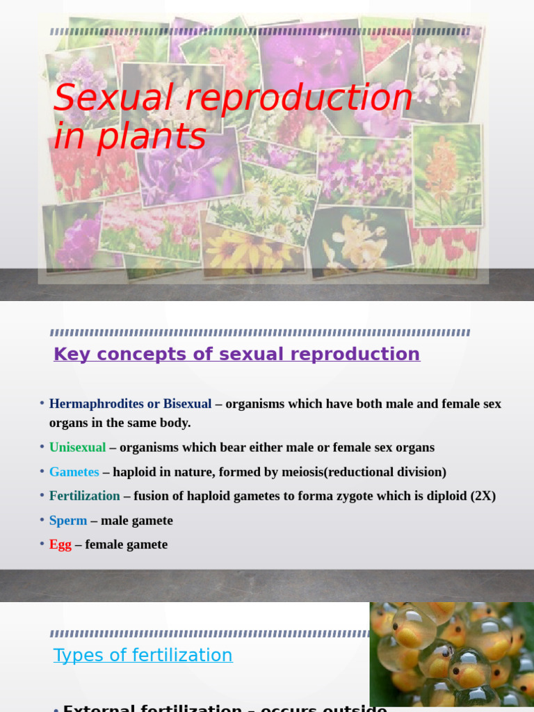 Understanding Plant Sexual Reproduction | PDF | Flowers | Sexual ...