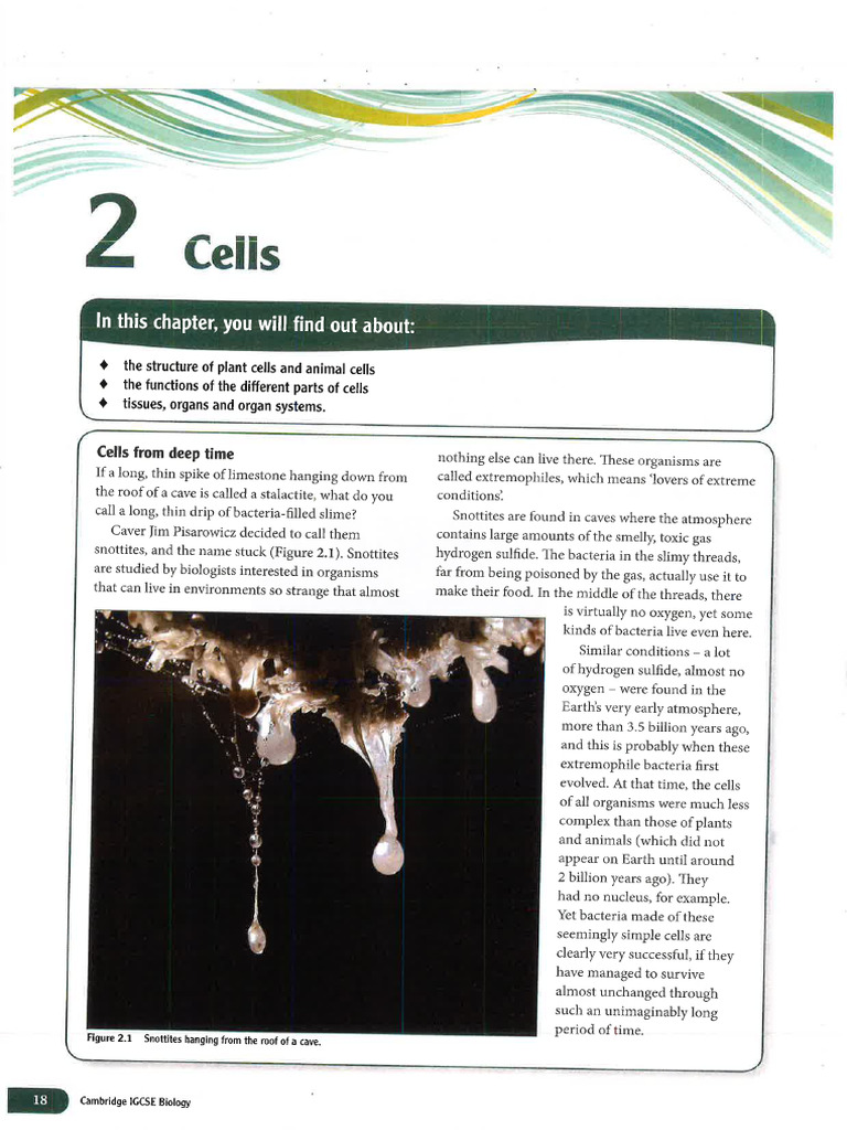 Cells | PDF