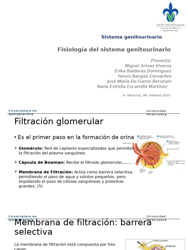 Fisiología Del Sistema Urinario | PDF | Riñón | Fisiología