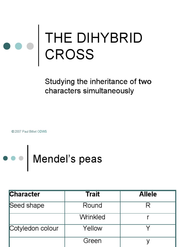 The Dihybrid Cross: Studying The Inheritance of Two Characters ...
