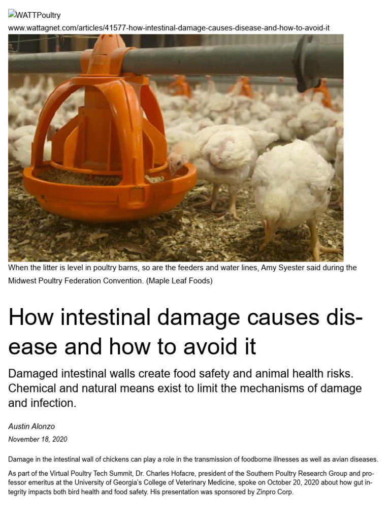 Intestinal Damage in Poultry: Risks & Solutions | PDF | Bacteria ...