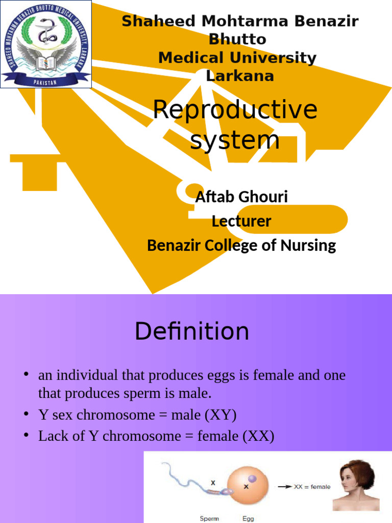 Overview of the Human Reproductive System | PDF | Testicle | Uterus